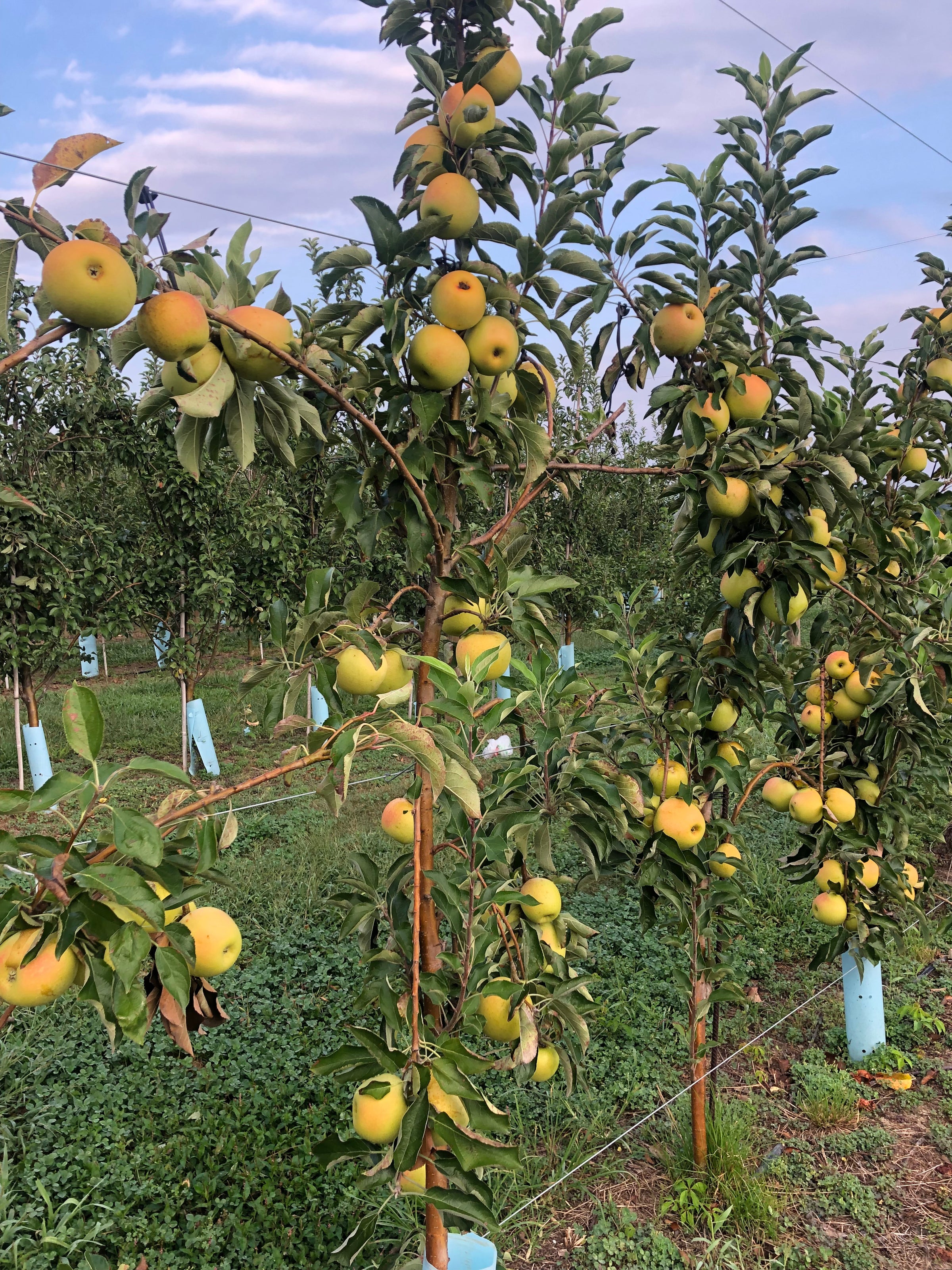 G -Evercrisp/Gold Rush (Late October/November)