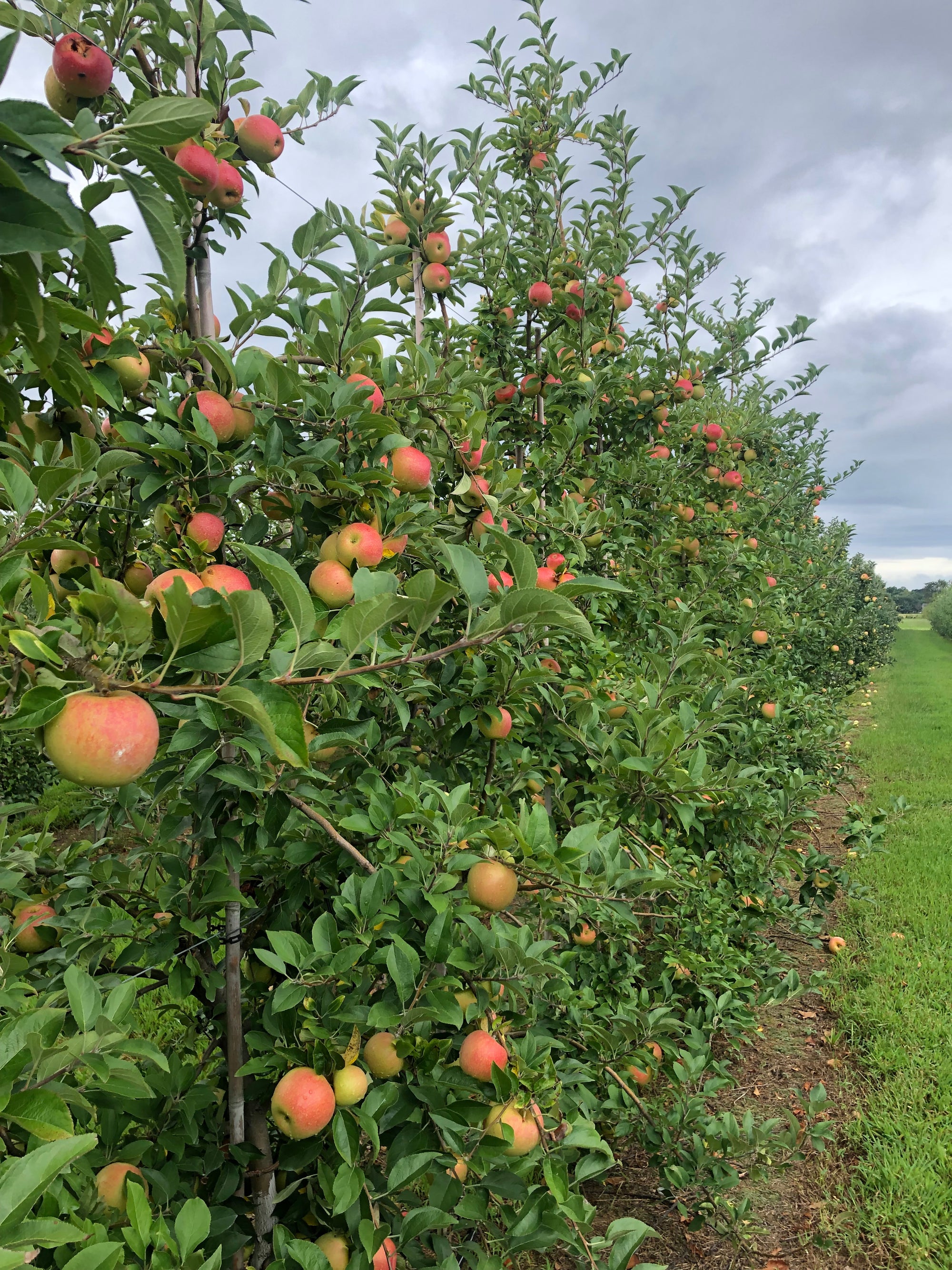 F -Evercrisp (Mid October)