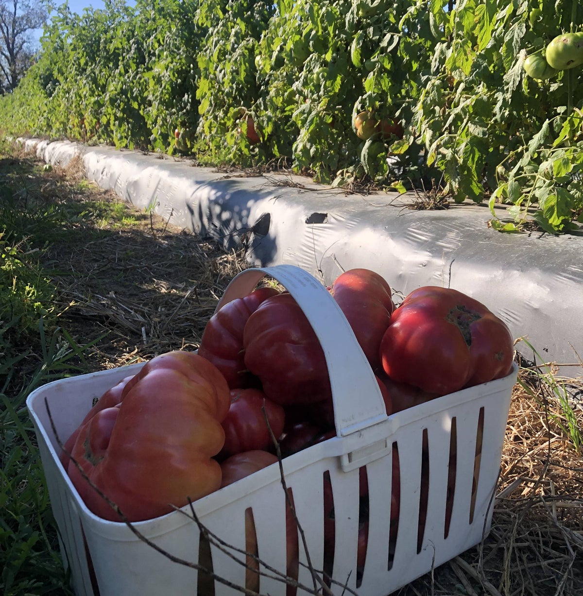 Produce